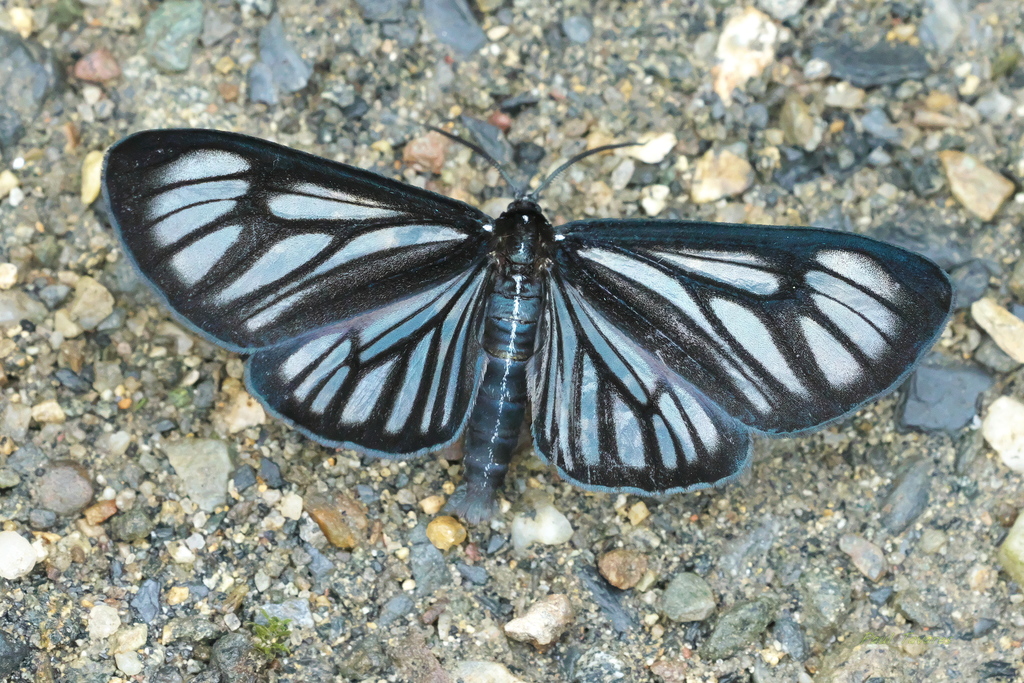 Gonora hyelosioides (Polillas de Jardín, Antioquia) · iNaturalist