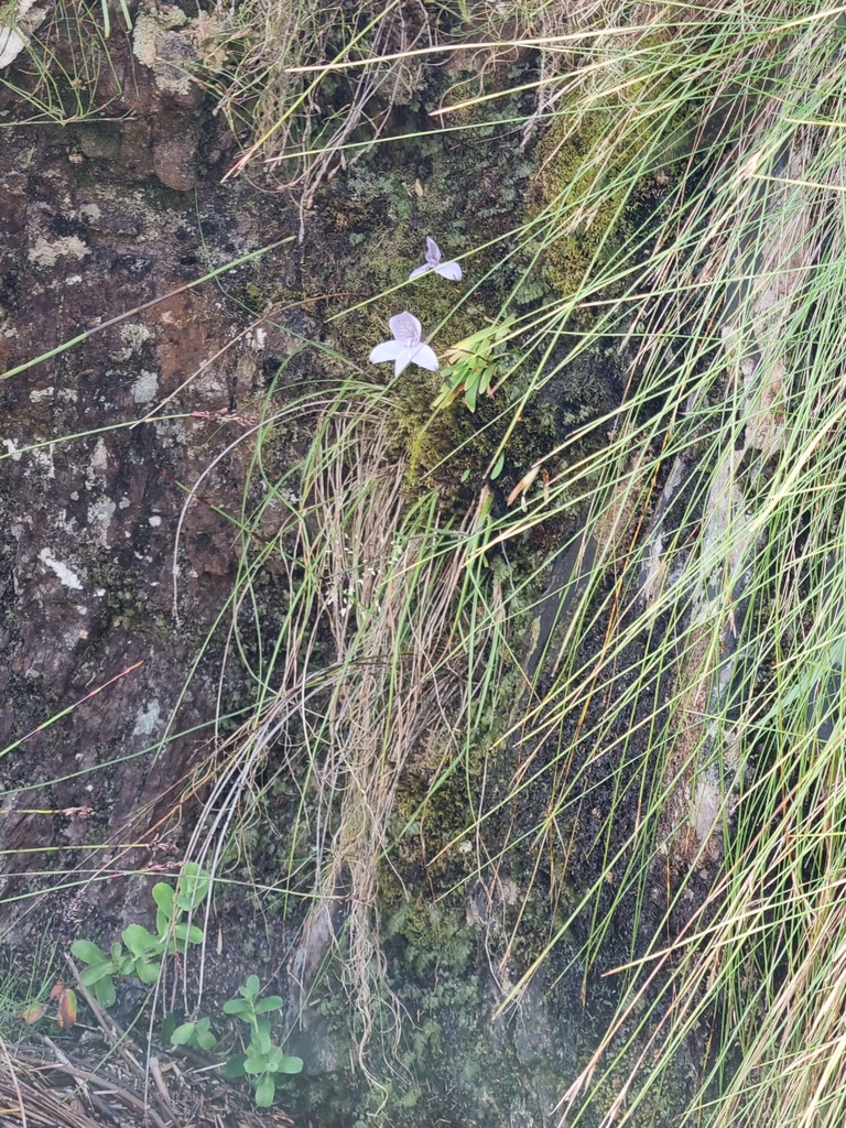 Drip Disa in January 2022 by Santie Gouws · iNaturalist
