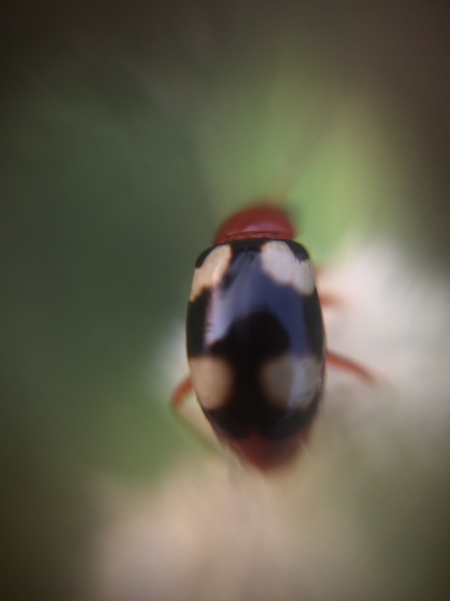 Monolepta signata (Olivier, 1808)