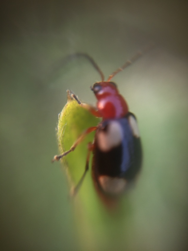 Monolepta signata (Olivier, 1808)