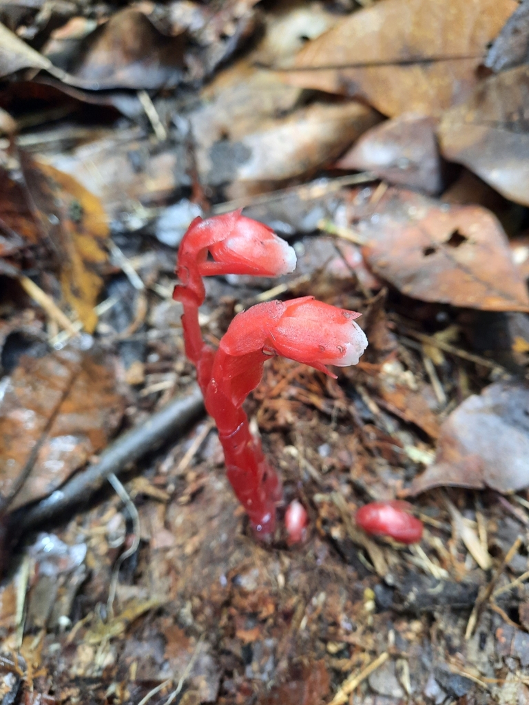 red Indian pipe from Suaita, Santander, Colombia on March 11, 2022 at 11:13 AM by lau109 ...