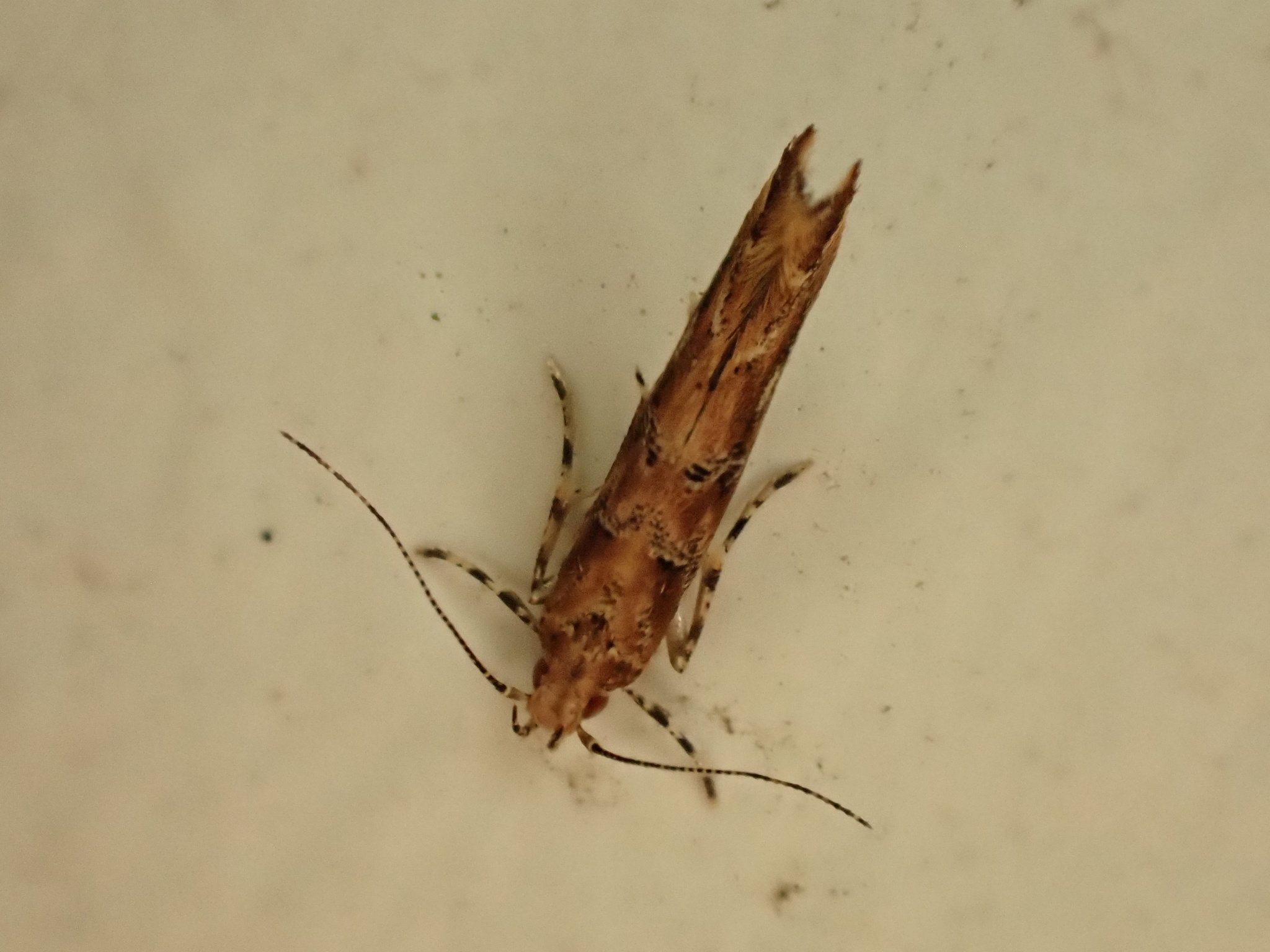 Pyroderces aellotricha (Meyrick, 1889)