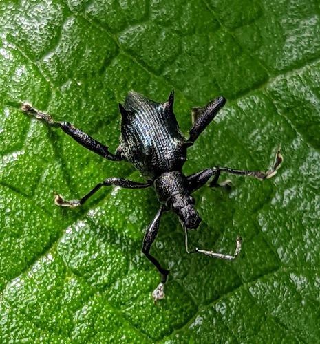Systates sexspinosus · iNaturalist