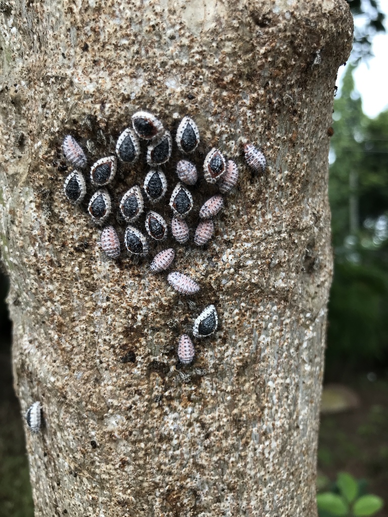 Chilocorus distigma from Mzinga Way, Dar es Salaam, Dar es Salaam, TZ ...