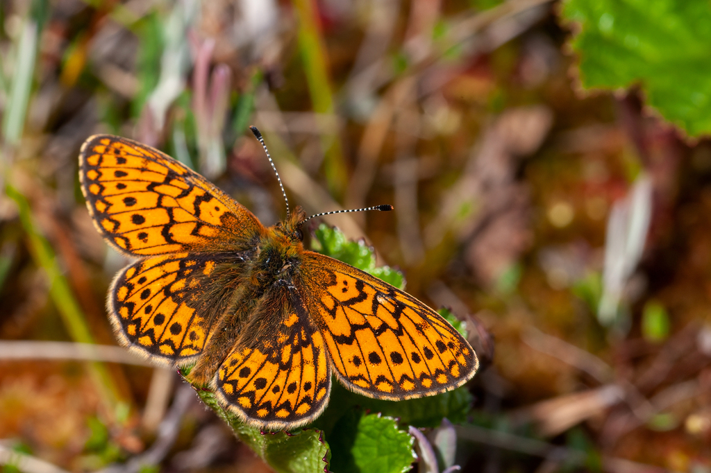 Bog Fritillary from Vantaa, Keimola, Suomi on June 22, 2009 at 04:05 PM ...