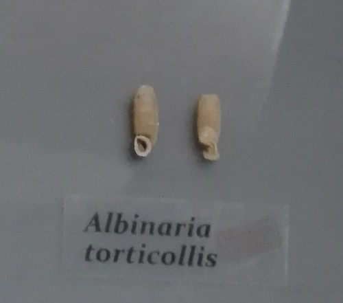 Albinaria torticollis · iNaturalist