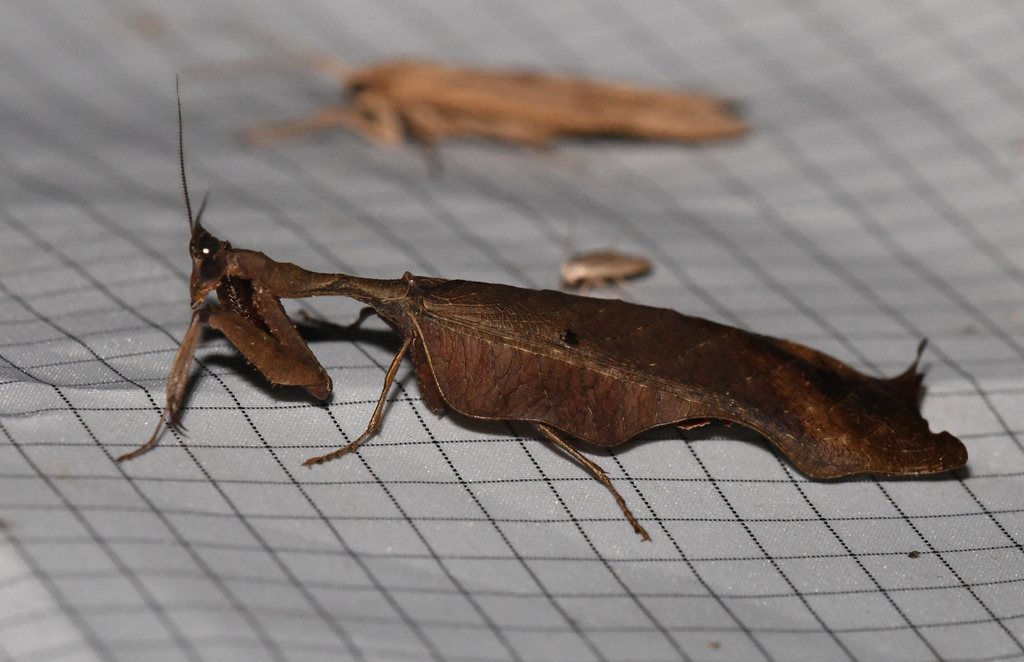 Acanthops erosula from Las Cruces 08145, Peru on November 17, 2021 at ...