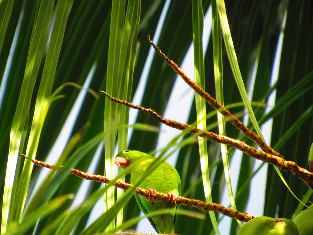 Periquito Alas Amarillas (Fotos de aves del monitoreo en perico y ...