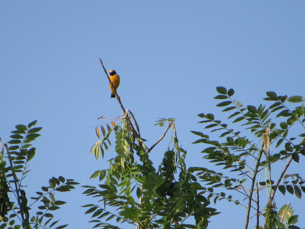 Turpial amarillo (Fotos de aves del monitoreo en perico y laguna ...