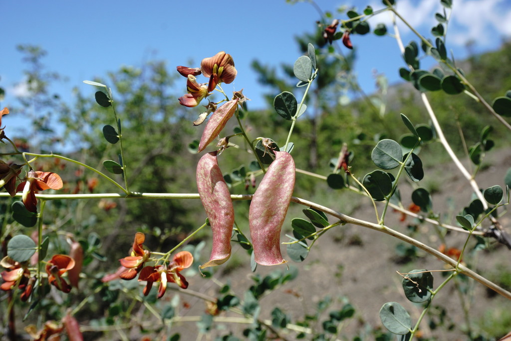 Blood-spotted Bladder Senna (Colutea orientalis) - Botanical Realm