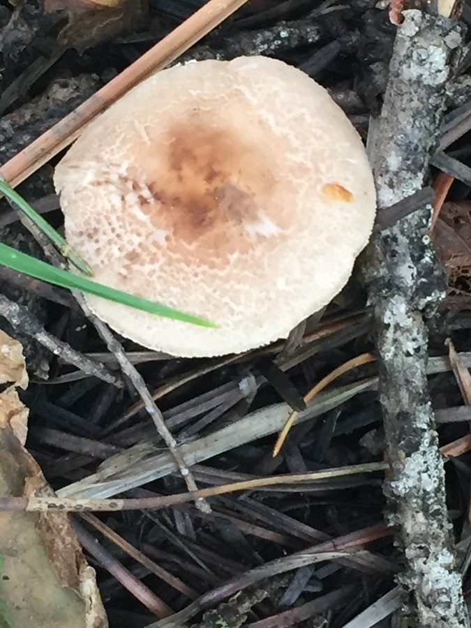 fatal dapperling from Valley County, ID, USA on May 23, 2018 at 11:34 ...