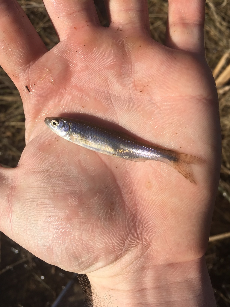 Spotfin Shiner from Cuyahoga Valley National Park, Brecksville, OH, US ...