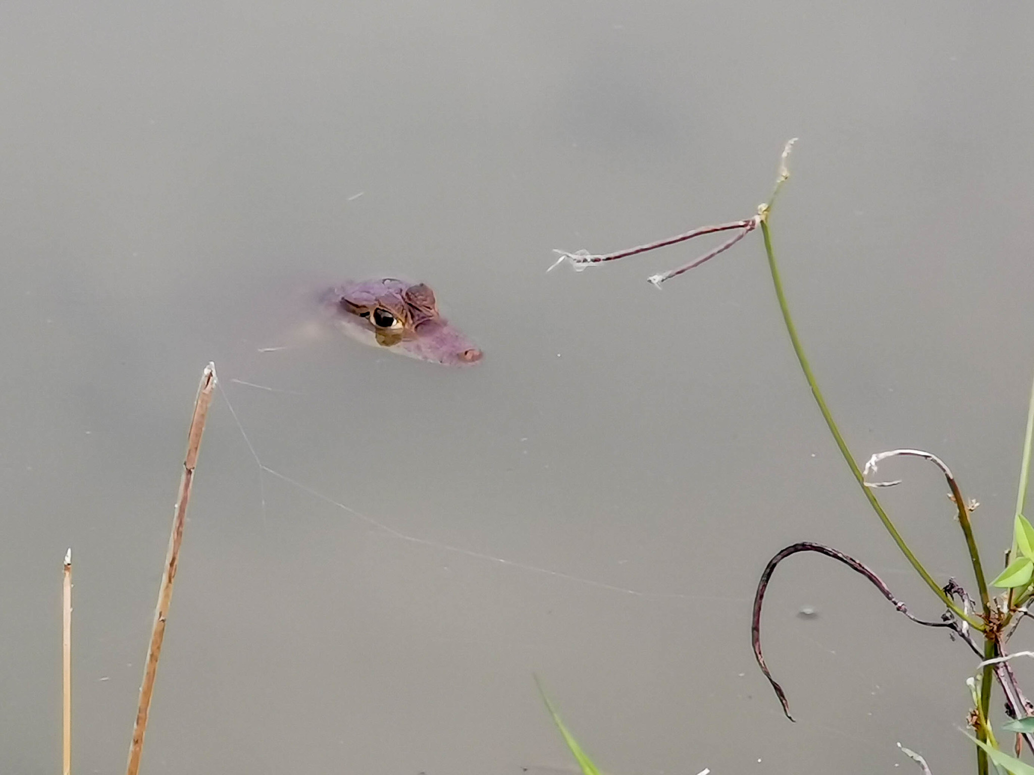 Caiman crocodilus fuscus (Cope, 1868)