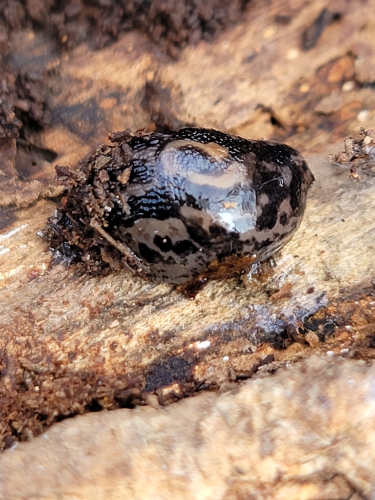 Leopard Slug from Pleasant Hills, MD, USA on March 13, 2022 at 01:49 PM ...
