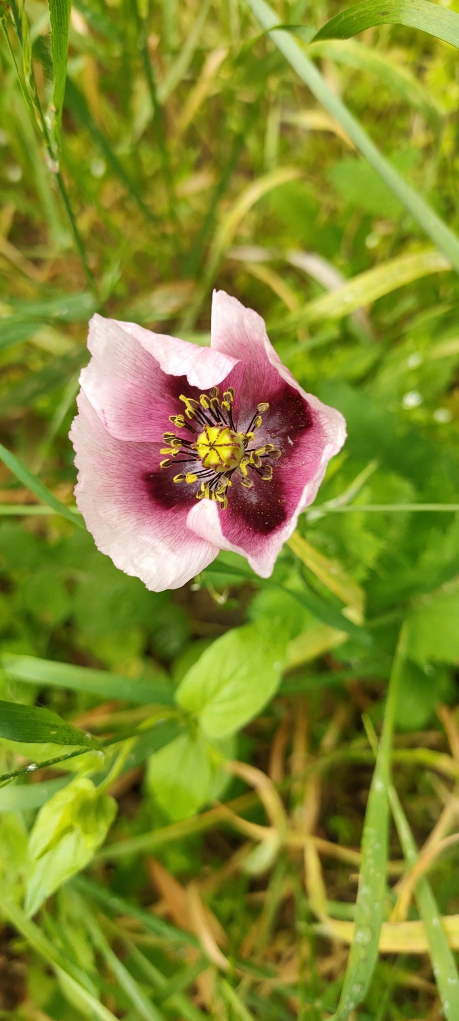 Papaver setigerum DC.