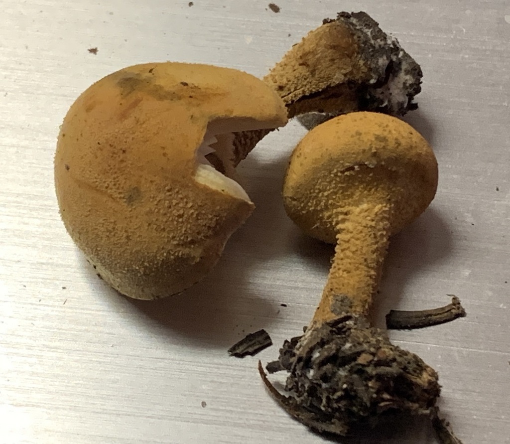 Cystoderma carcharias fallax from Valley County, ID, USA on September ...