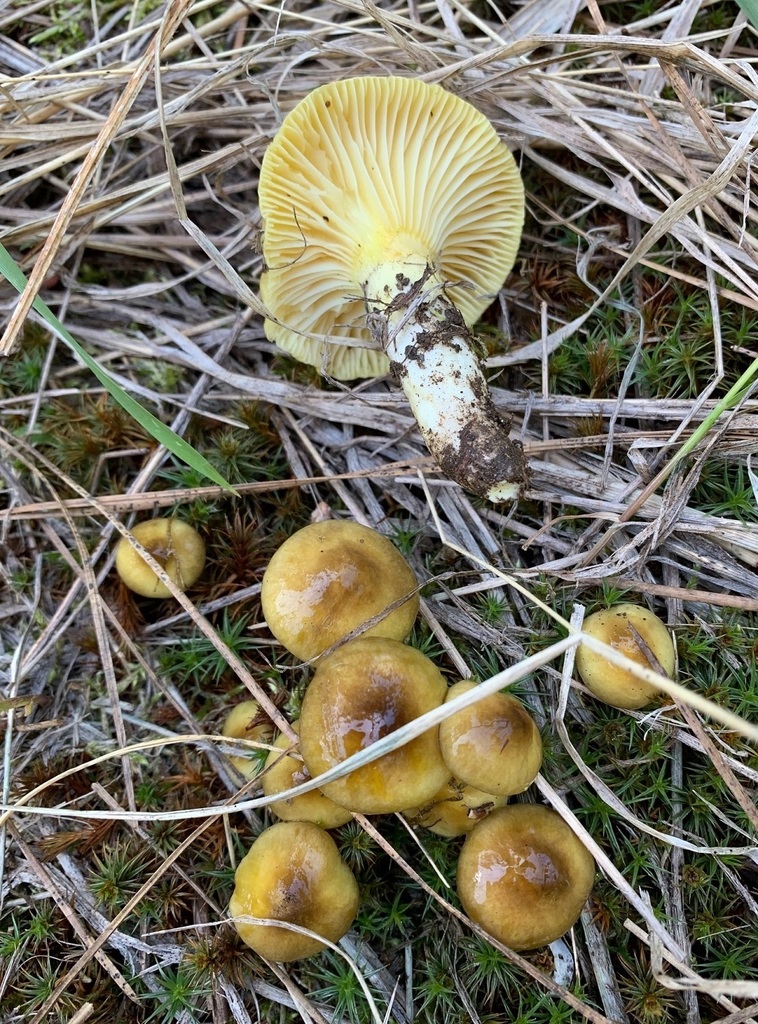 Coppery Waxcap from Smiths Ferry, ID 83611, USA on May 31, 2019 at 10: ...