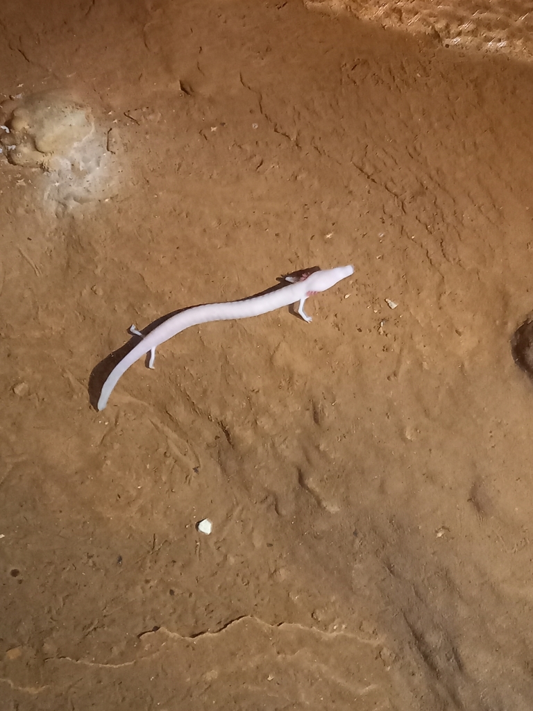 Olm in March 2022 by levai · iNaturalist