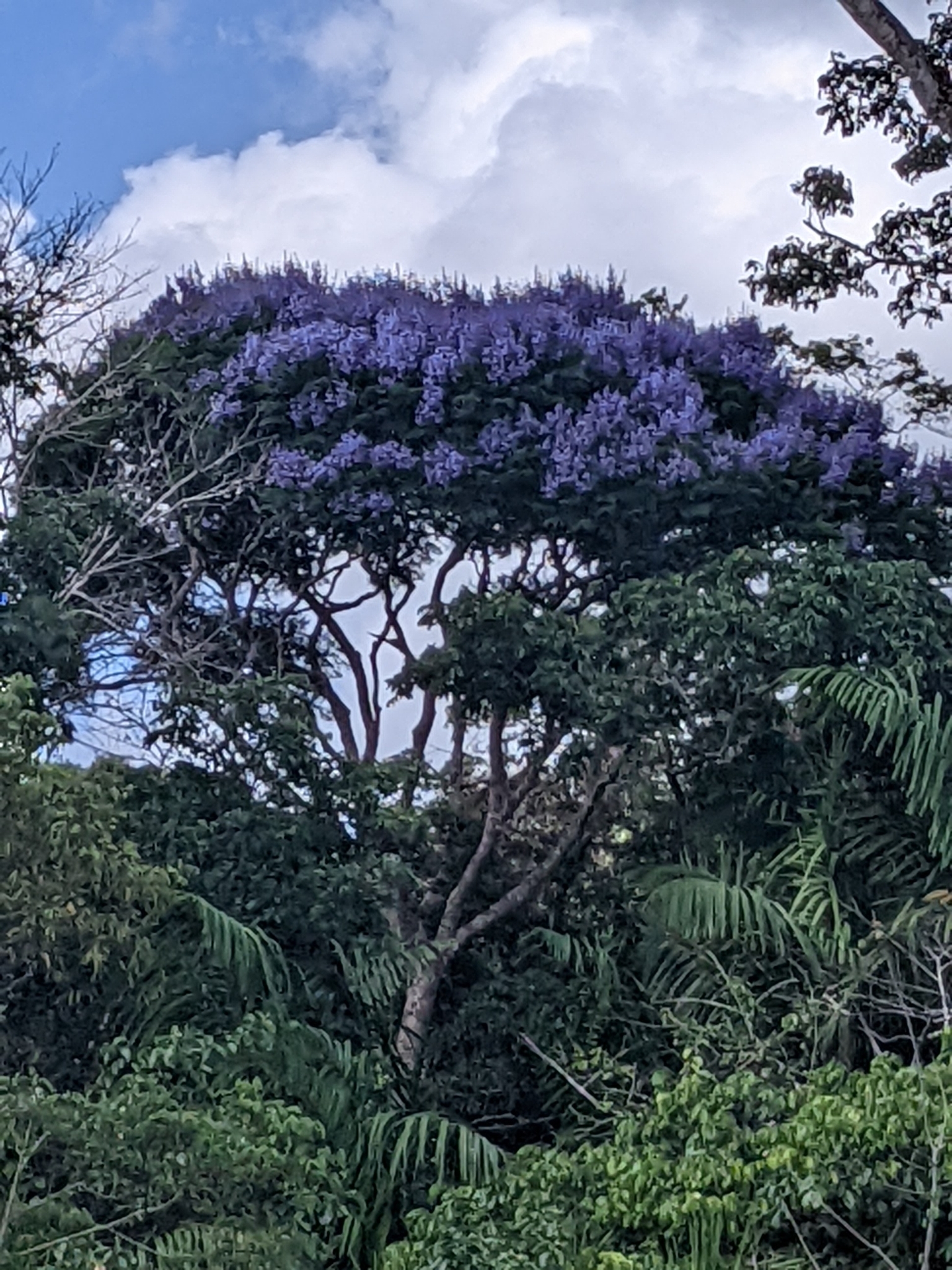 Jacaranda copaia (Aubl.) D.Don