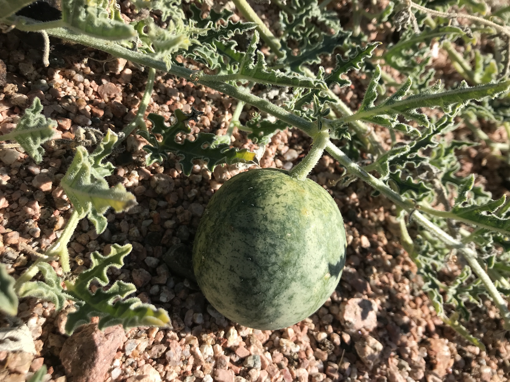 Citrullus colocynthis (L.) Schrader