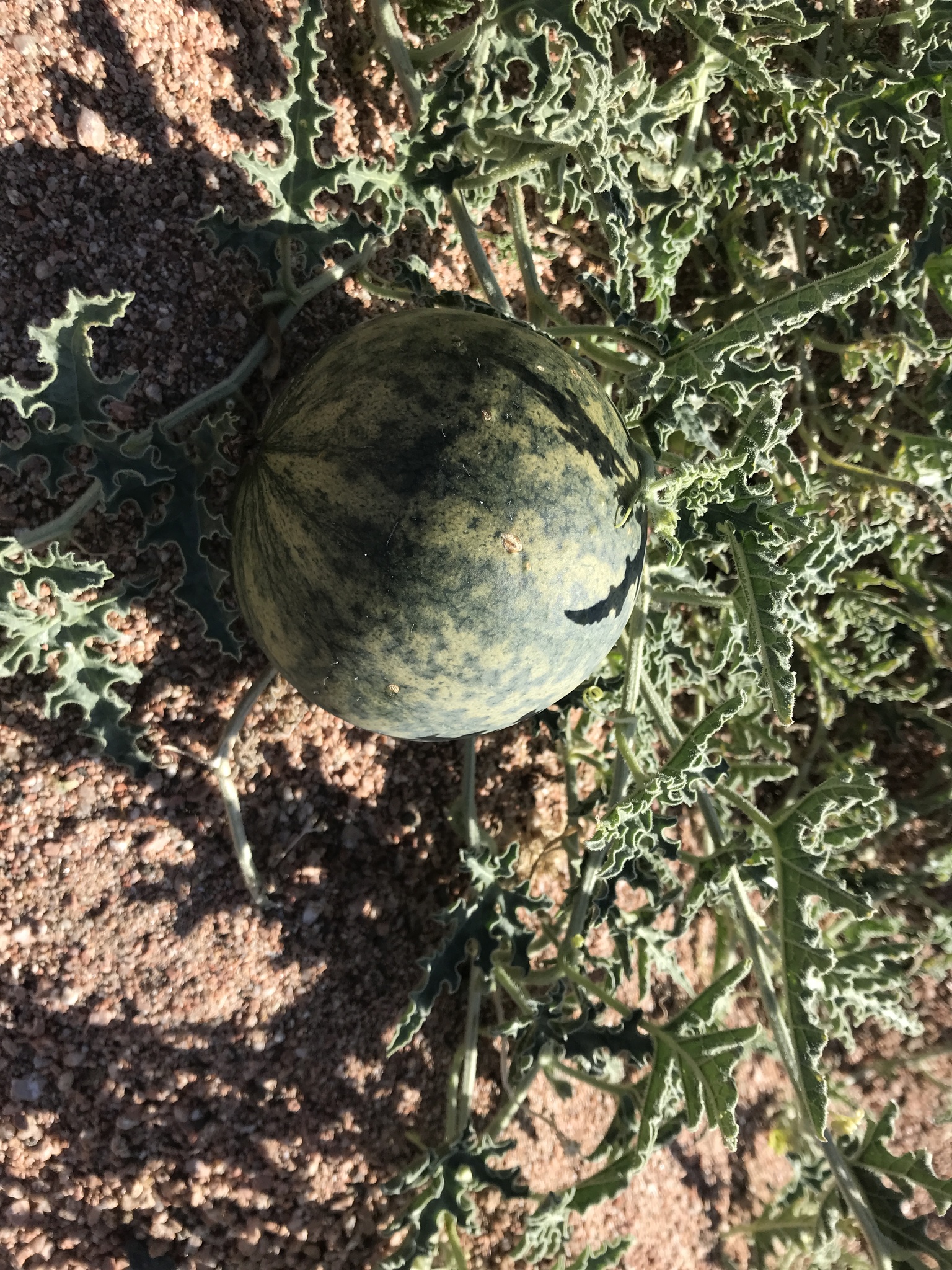 Citrullus colocynthis (L.) Schrader