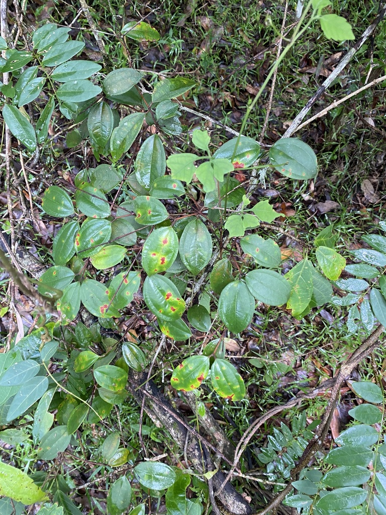 scrub turpentine from Kondalilla National Park, Montville, QLD, AU on ...
