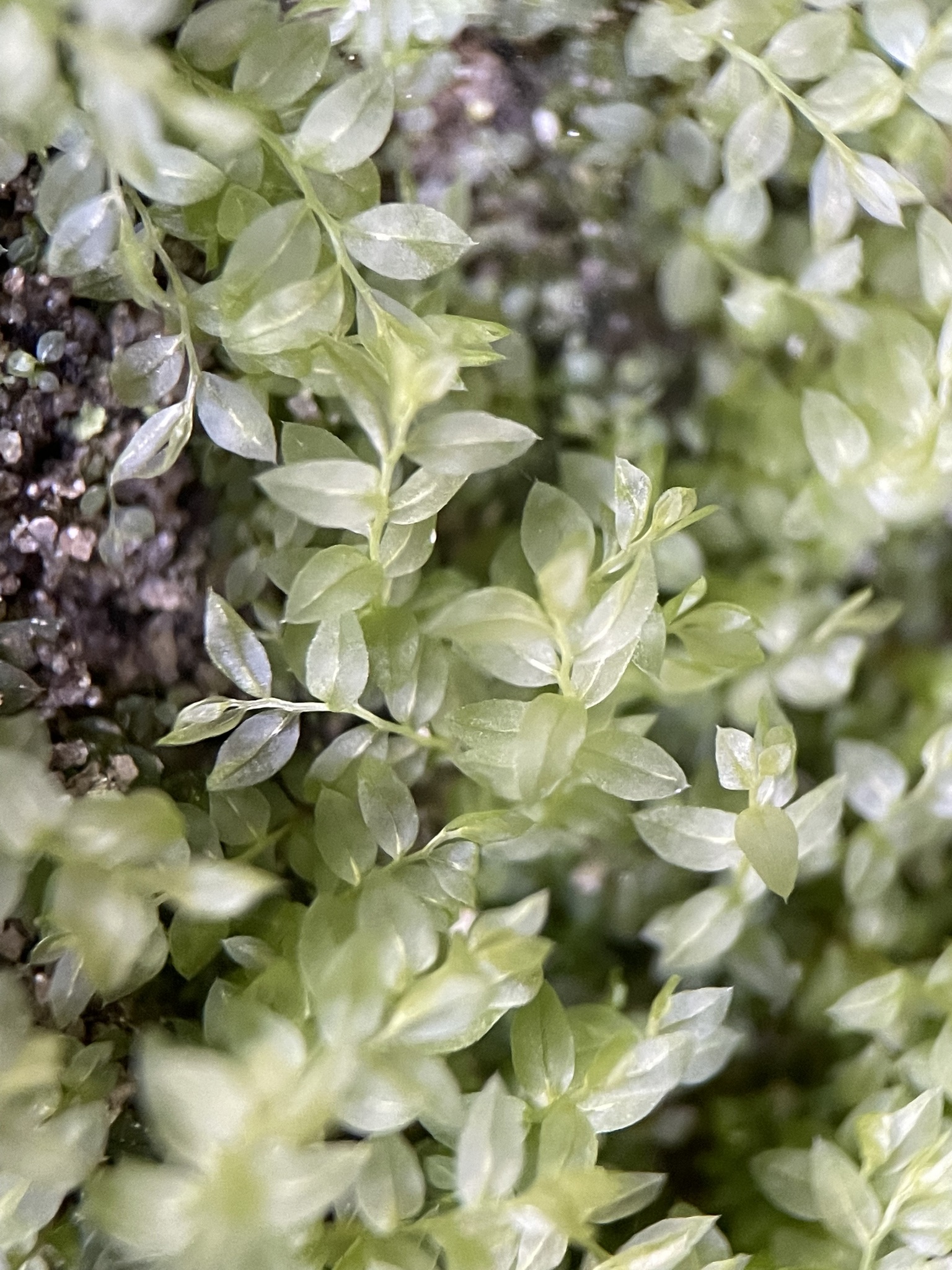 Mnium stellare Reichard ex Hedwig, 1801