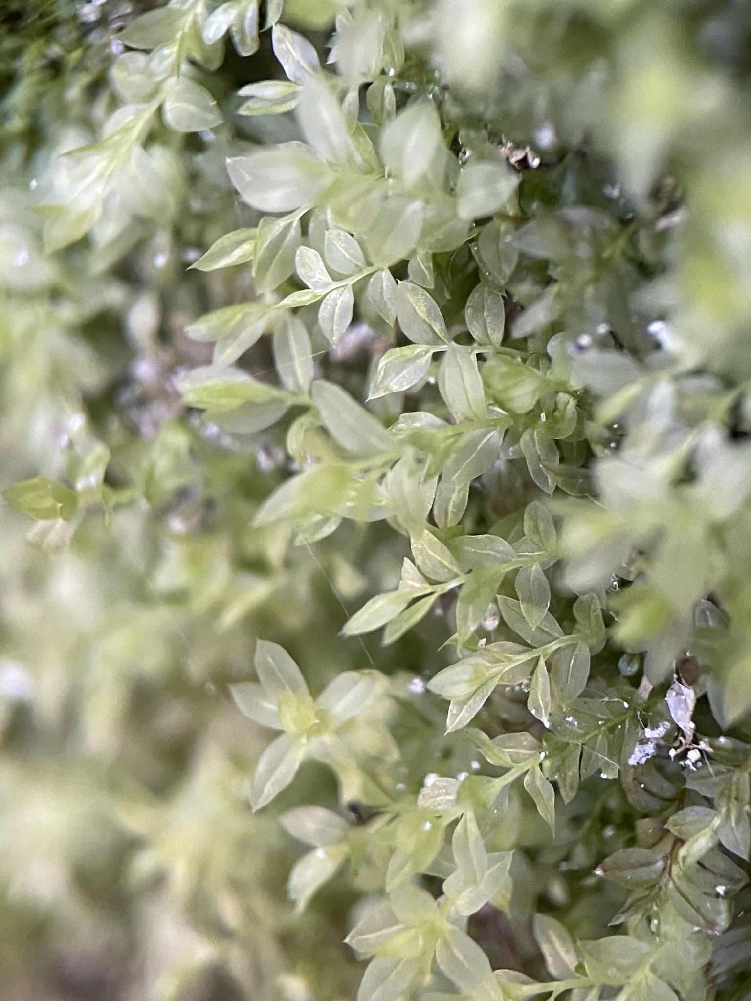 Mnium stellare Reichard ex Hedwig, 1801