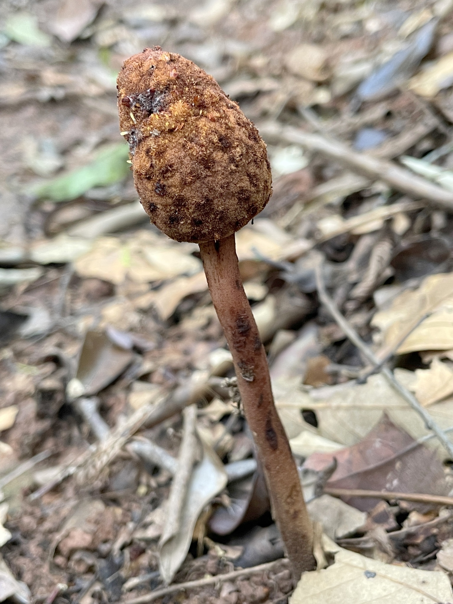 Helosis cayennensis (Sw.) Spreng.