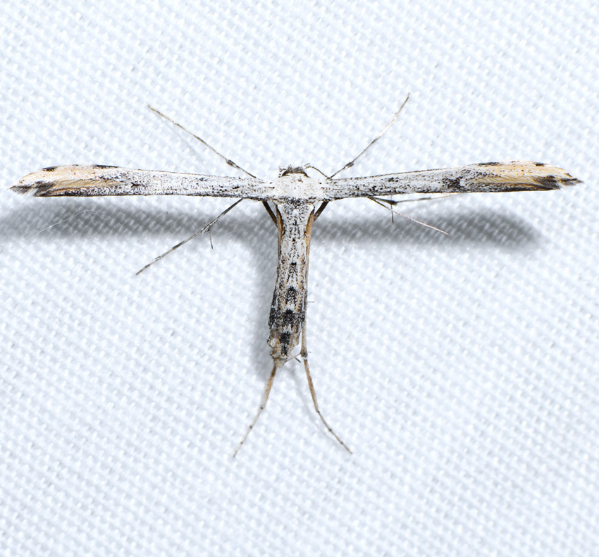 Ragweed Plume Moth from Los Angeles, CA, USA on February 28, 2022 at 09 ...