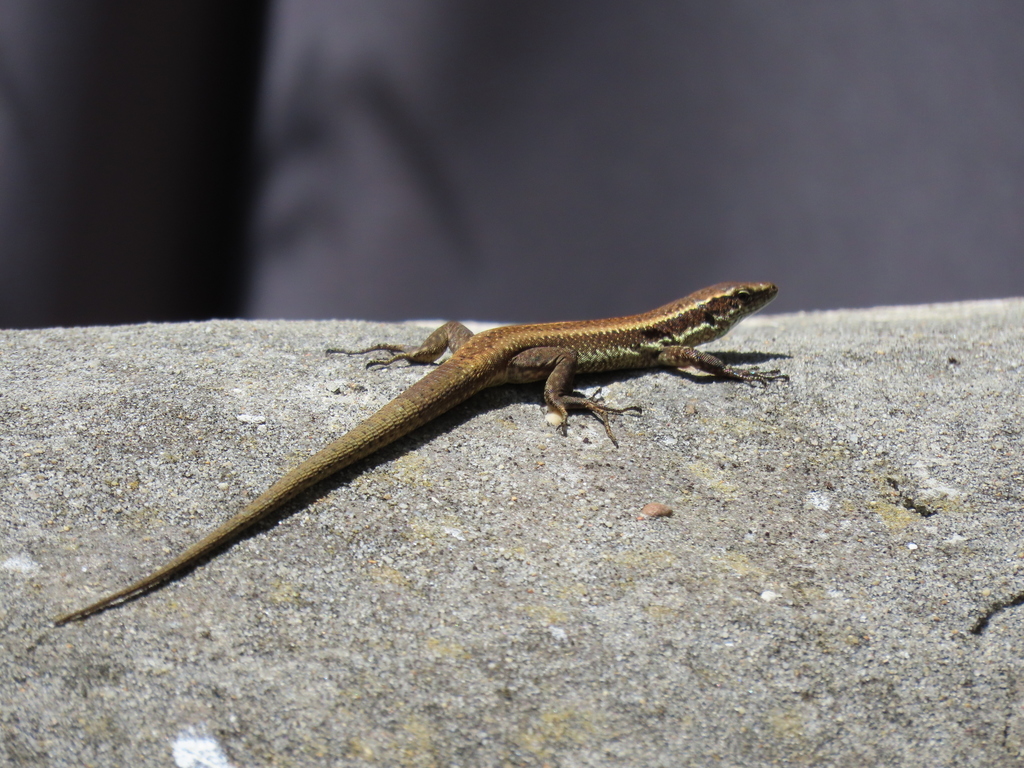 Madeira Lizard (Madeira) from R. de São Bento da Vitória 11, 4050-265 ...