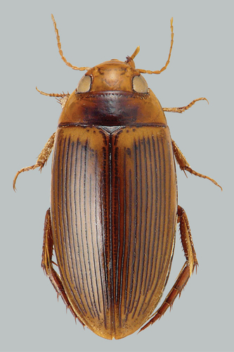 Copelatus nigrolineatus · iNaturalist