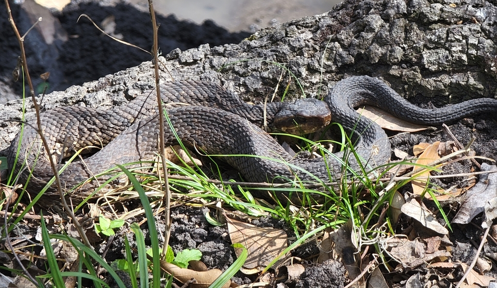 Northern Cottonmouth in March 2022 by Kim Draper · iNaturalist