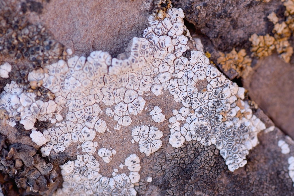 hoary cobblestone lichen from Boulder County, CO, USA on February 27 ...