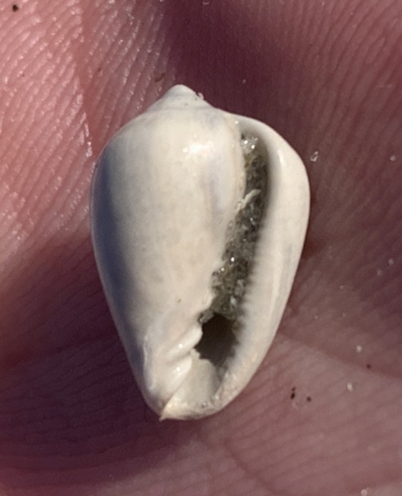 Prunum apicinum (Menke, 1828)