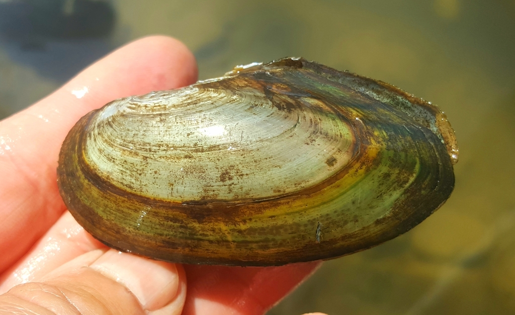 Paper Pondshell (Pipsico Scout Reservation Awesome Nature Guide ...