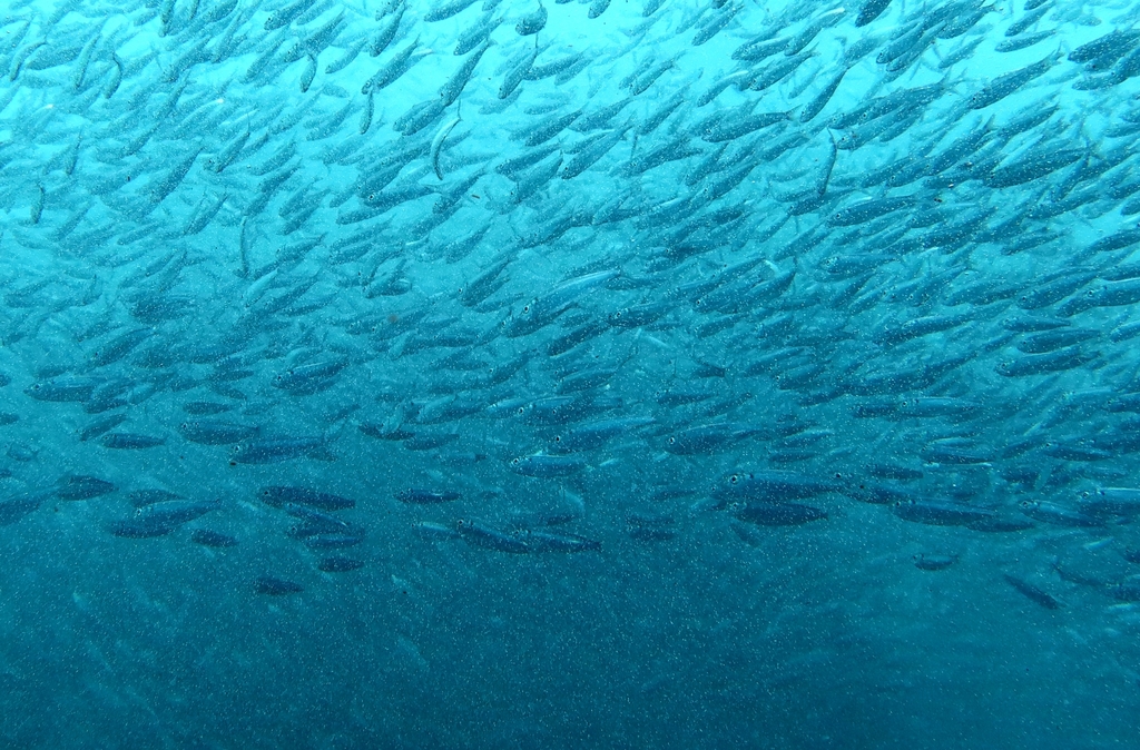 Yellow-tail Sardinella (Sardinella rouxi) - Marine Life Identification