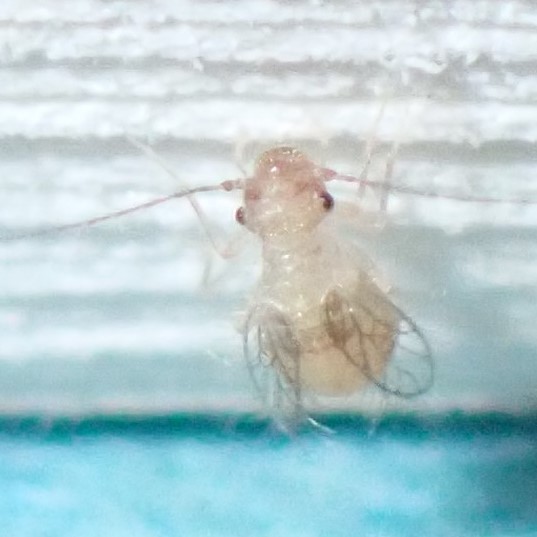 Psyllipsocus ramburii in March 2022 by Ali and Brice · iNaturalist