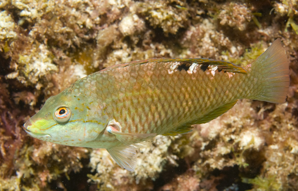 Luculent Wrasse from "Erscott's Hole, Lord Howe Island, Australia" on ...