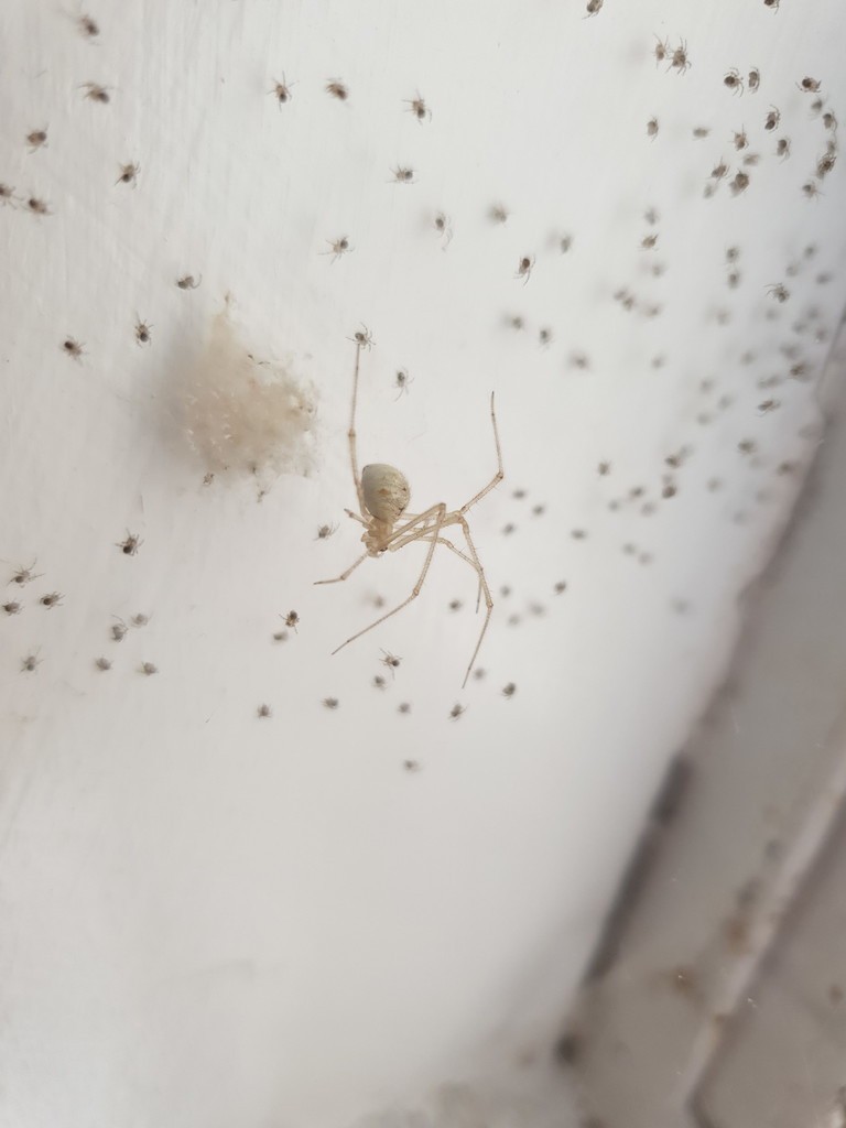 White porch spider from Christchurch including Banks Peninsula, NZ-CA ...
