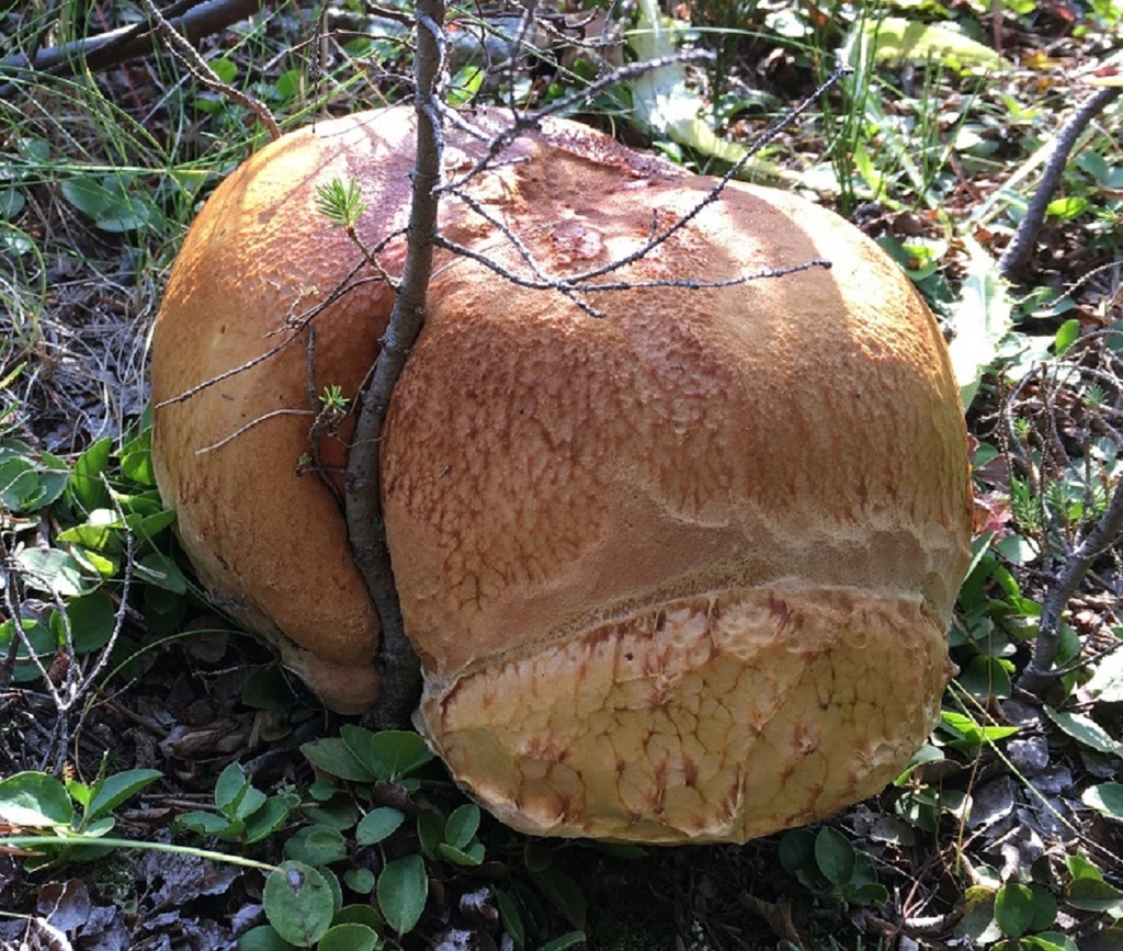 King Bolete from Valley County, ID, USA on October 02, 2020 at 01:28 PM ...
