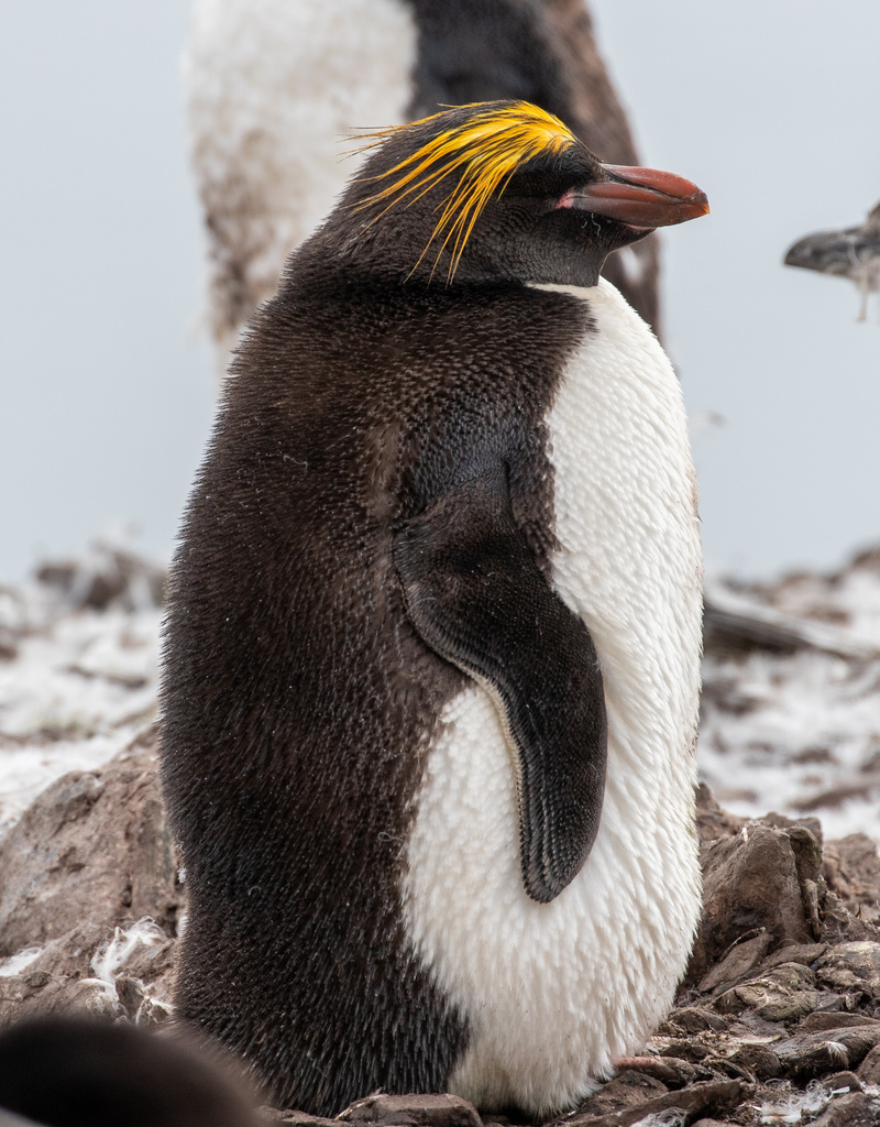 Crested Penguins (Eudyptes) - Avian Discovery