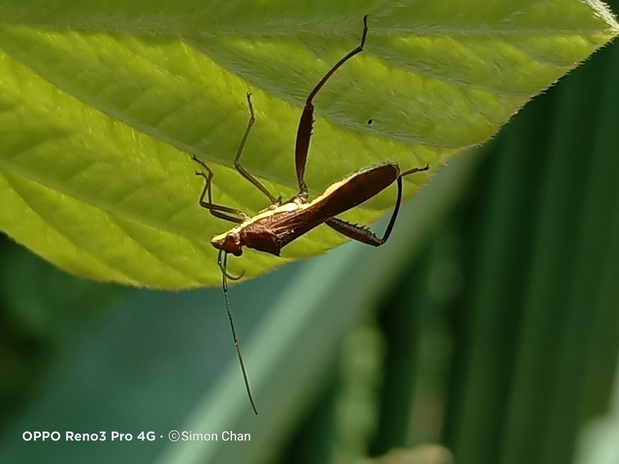 Riptortus linearis (Fabricius, 1775)