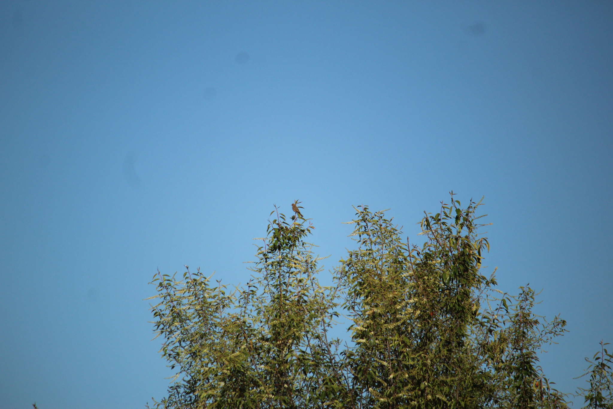 Prunus serotina var. capuli (Cav.) Hatus.