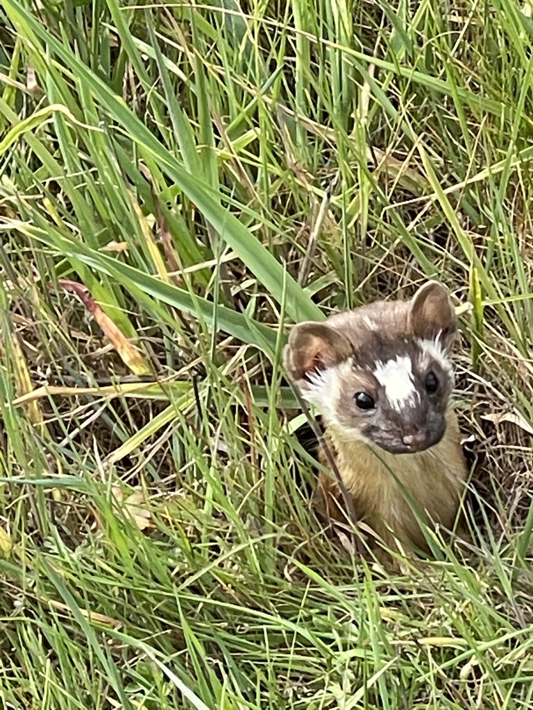 Long-tailed Weasel from Marin Headlands, Mill Valley, CA, US on March ...