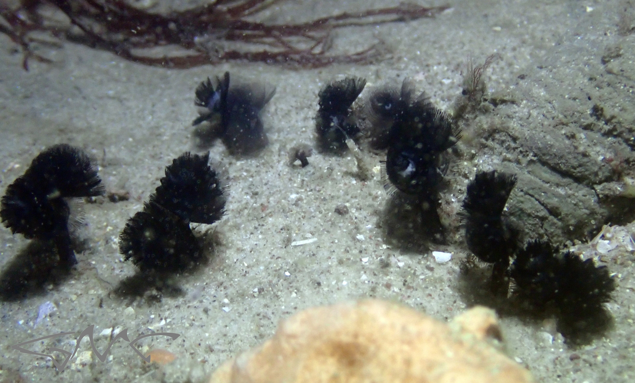 Phoronida