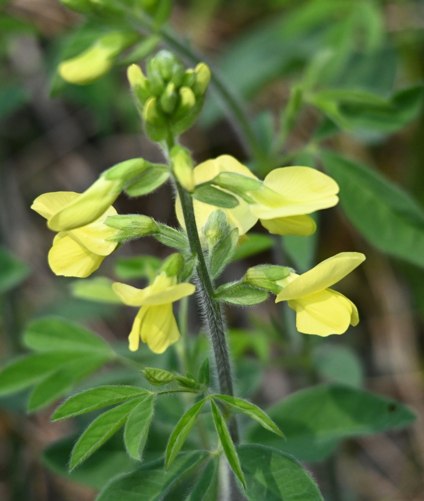 (Thermopsis chinensis) - Botanical Realm