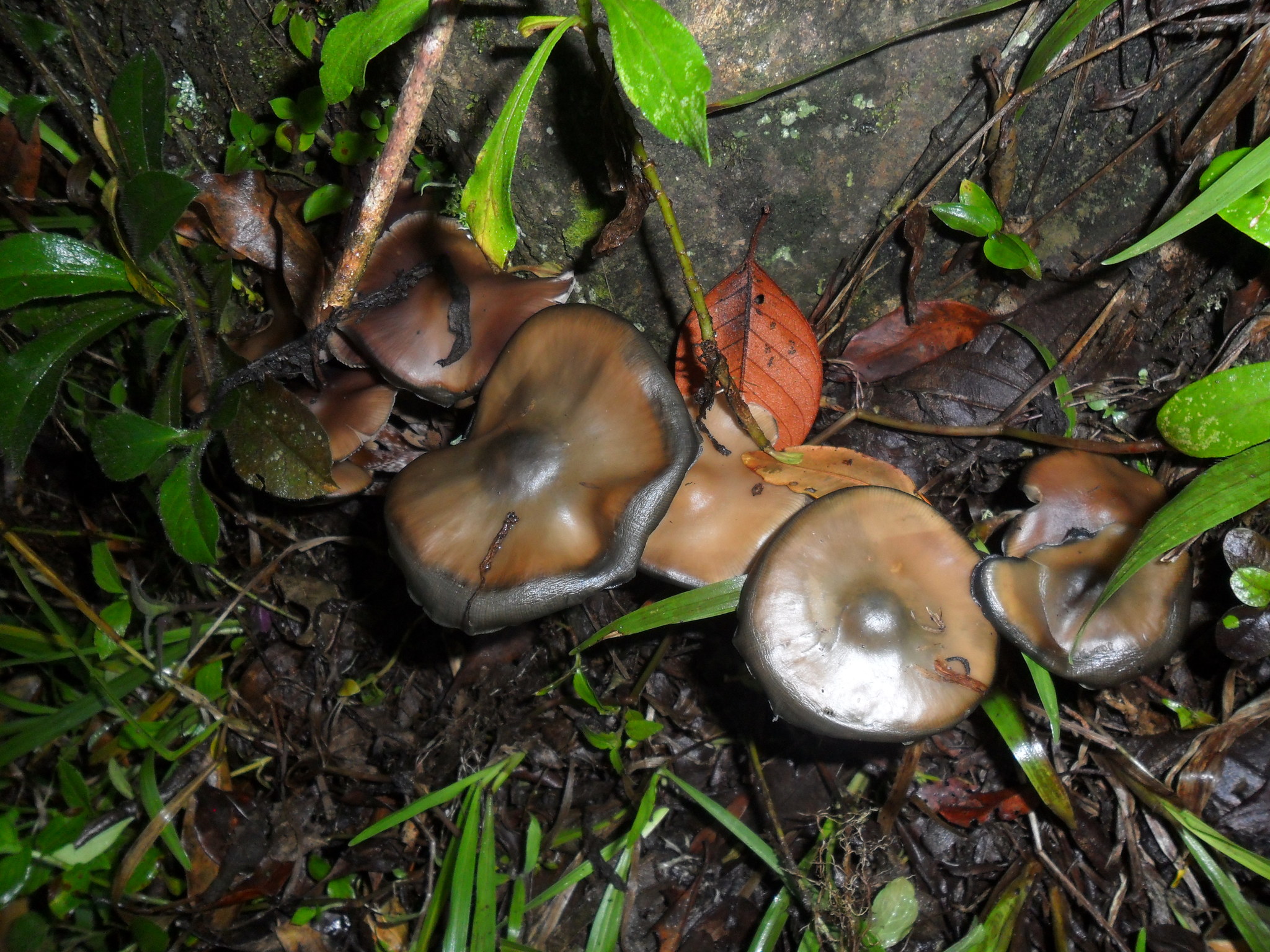 Psilocybe caerulescens Murrill