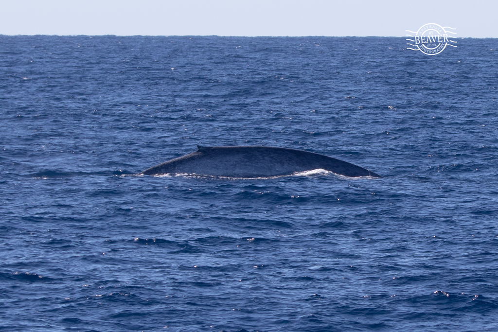 Pygmy Blue Whale (Balaenoptera musculus brevicauda) - Know Your Mammals