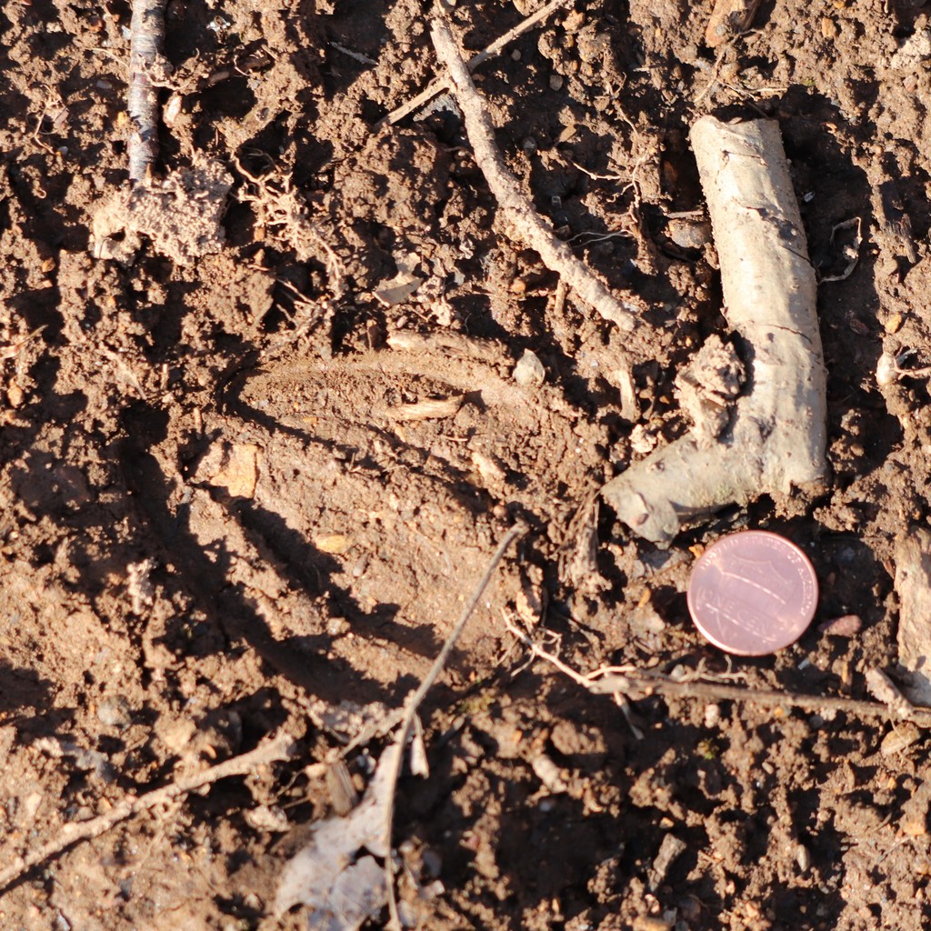 White-tailed Deer from Frederick, Maryland, United States on March 11 ...